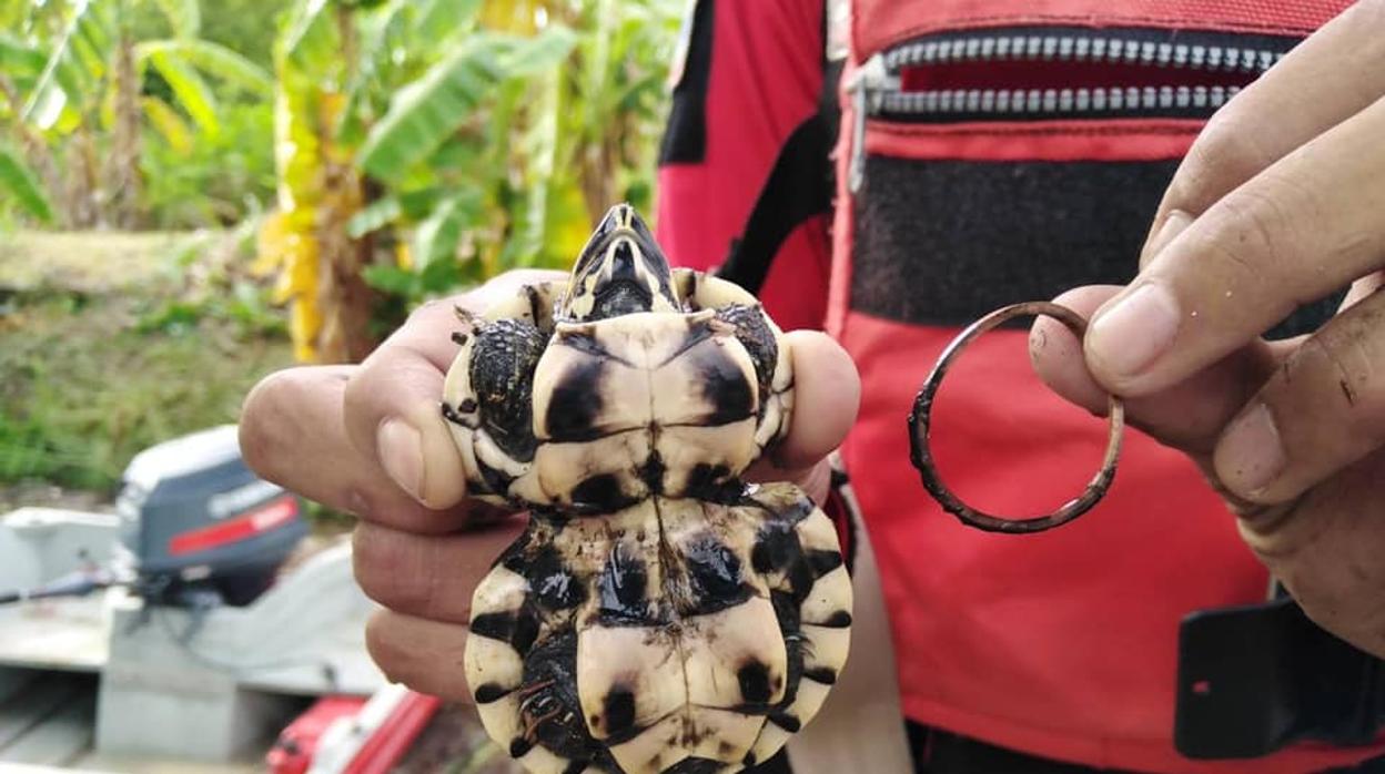 La impactante imagen de una tortuga con el cuerpo deformado por una ...