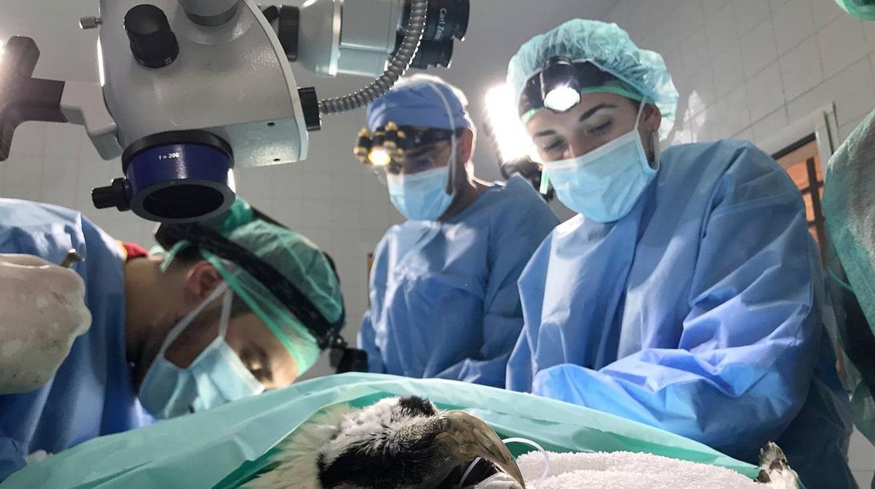 Las aves «inviables» podrían recuperar la funcionalidad de sus alas