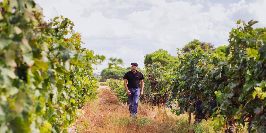 La ciencia de escuchar a las vides