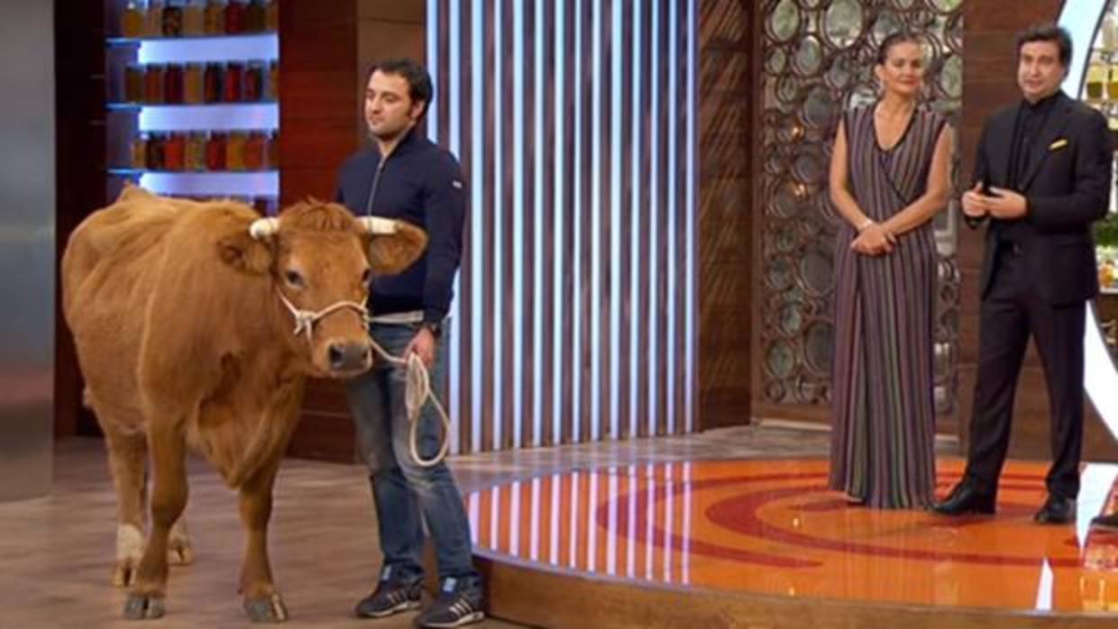 Una vaca, protagonista de la última polémica de Masterchef