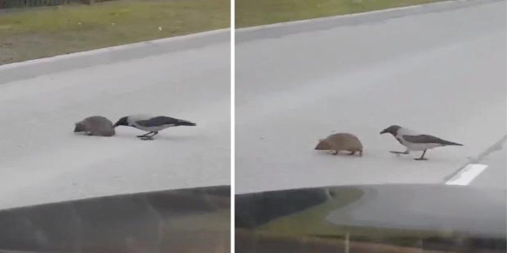 En vídeo: Un pájaro empuja a un erizo para lograr que cruce rápido una ...