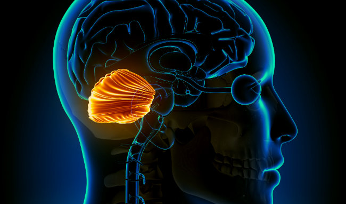 Las funciones ocultas del cerebelo abren la puerta a nuevas terapias en ...