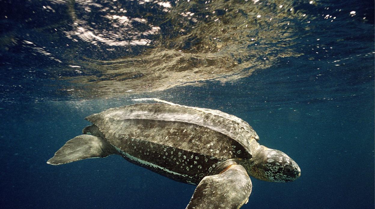 La temperatura es un factor clave del tamaño del caparazón de las tortugas