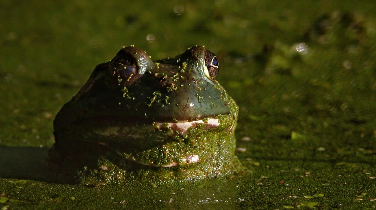 La peligrosa rana toro amenaza el Delta del Ebro: retiran 600 ...