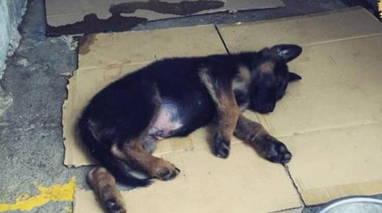 La Policía de Granada adopta a un cachorro que fue «pateado como si ...