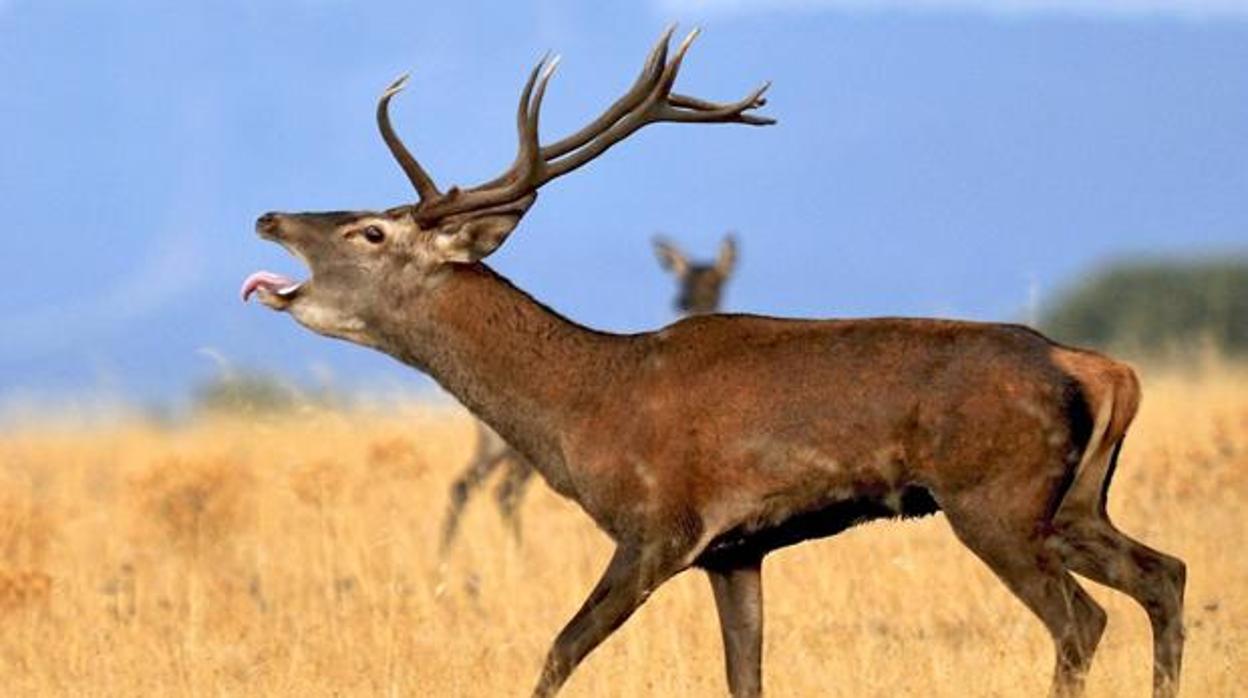Alerta por la propagación del «virus zombie de los ciervos» que podría ...