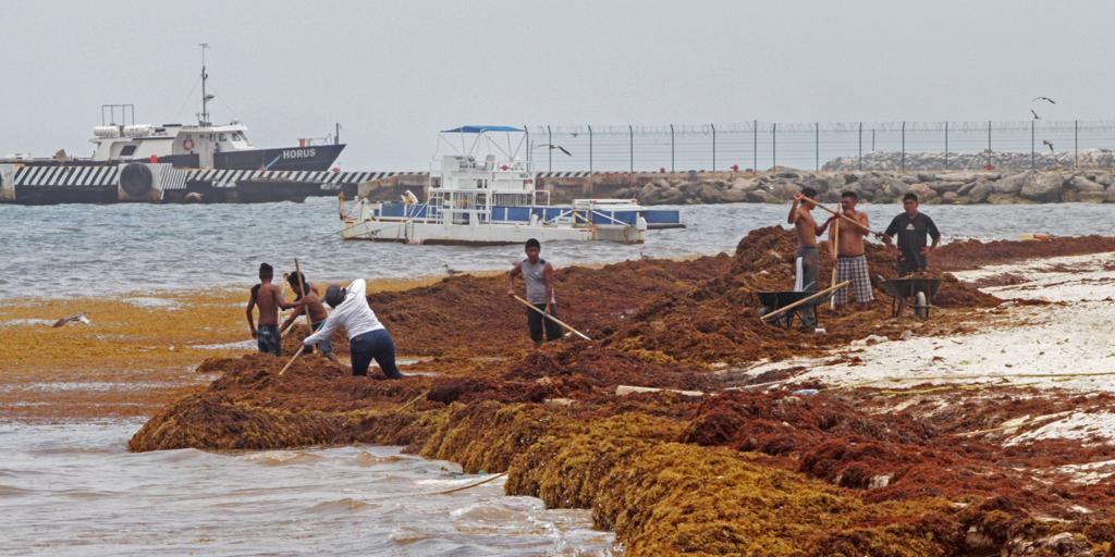 ¿Qué es el sargazo y por qué amenaza a las costas del Caribe?
