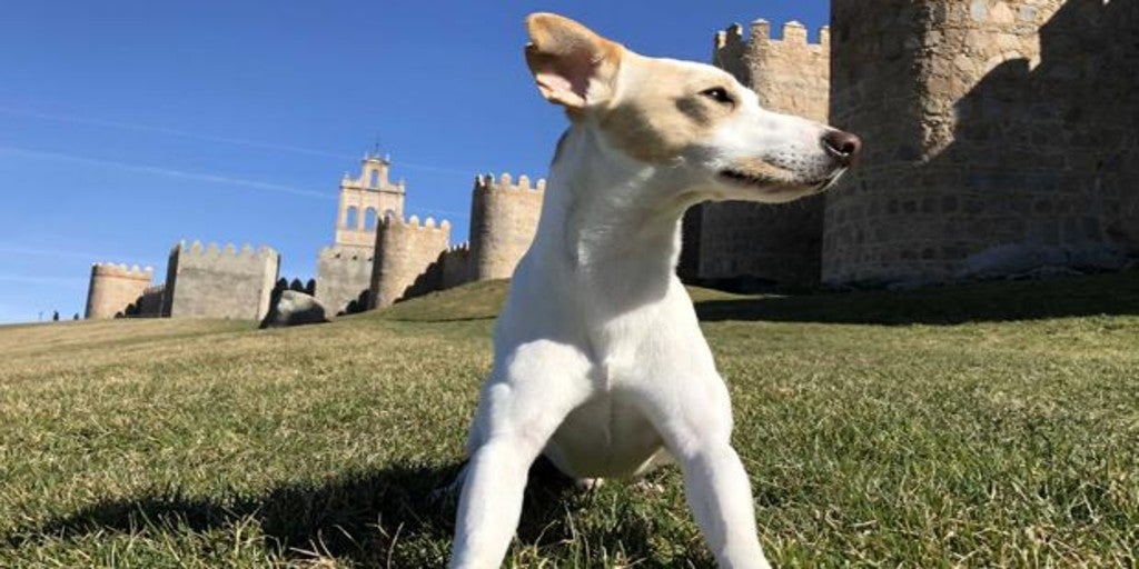 Pipper, un influencer de cuatro patas... y es español