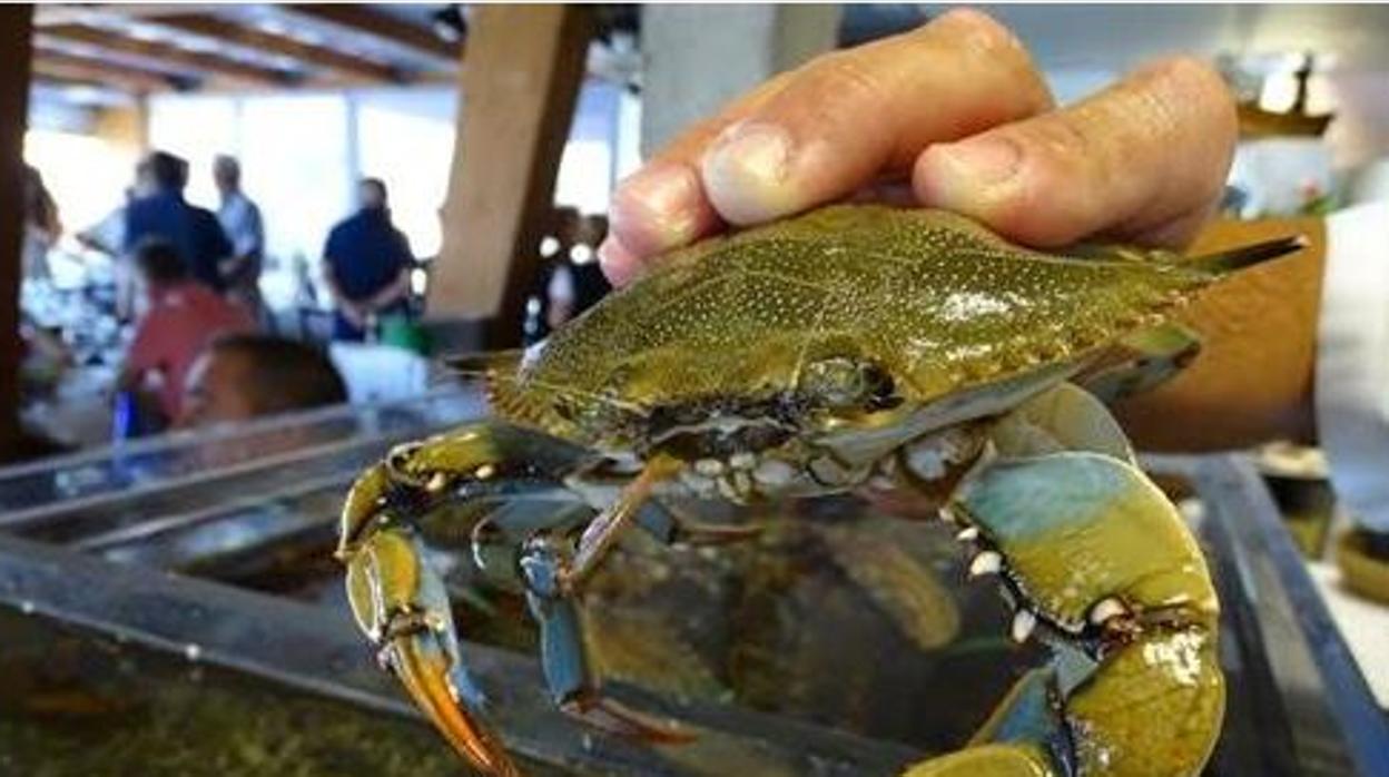 El CSIC alerta del aumento de la llegada de especies de crustáceos ...