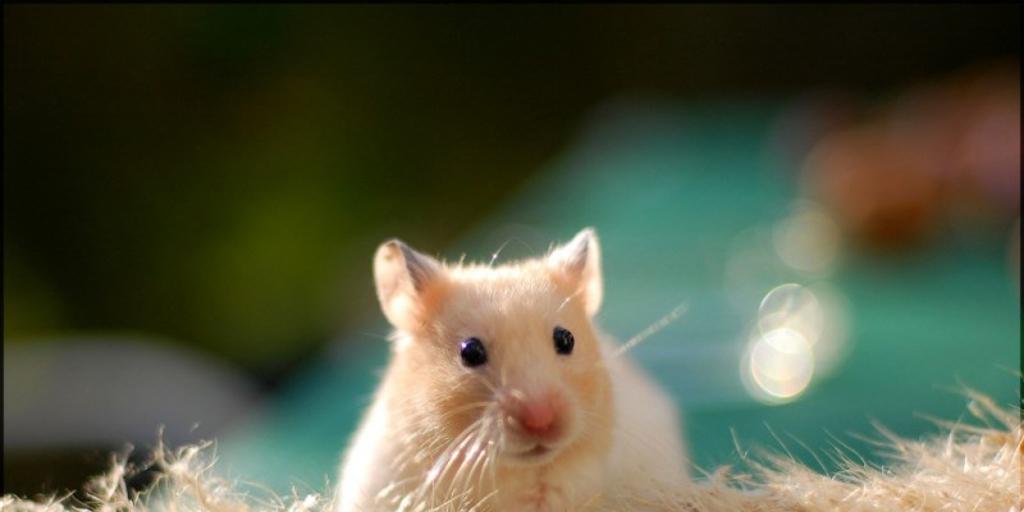 ¿Qué lecho es el más indicado para mi roedor?