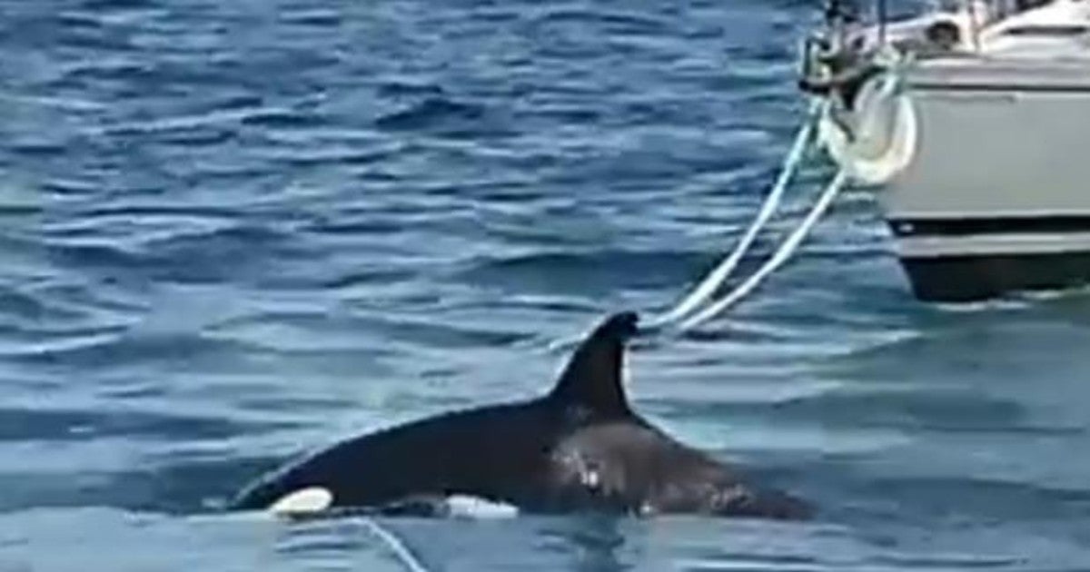 Los expertos responden: ¿Por qué las orcas están 'atacando' a barcos en ...