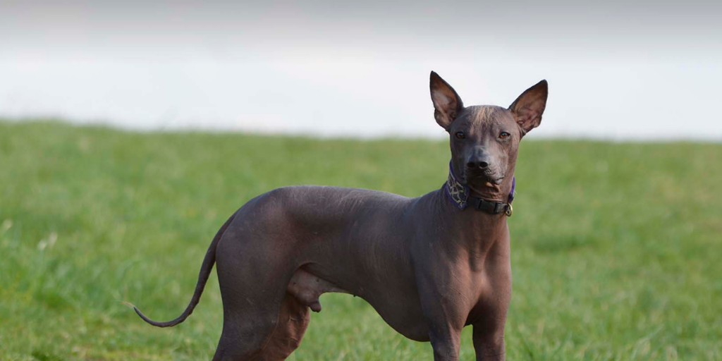 Estos son los perros más raros del mundo